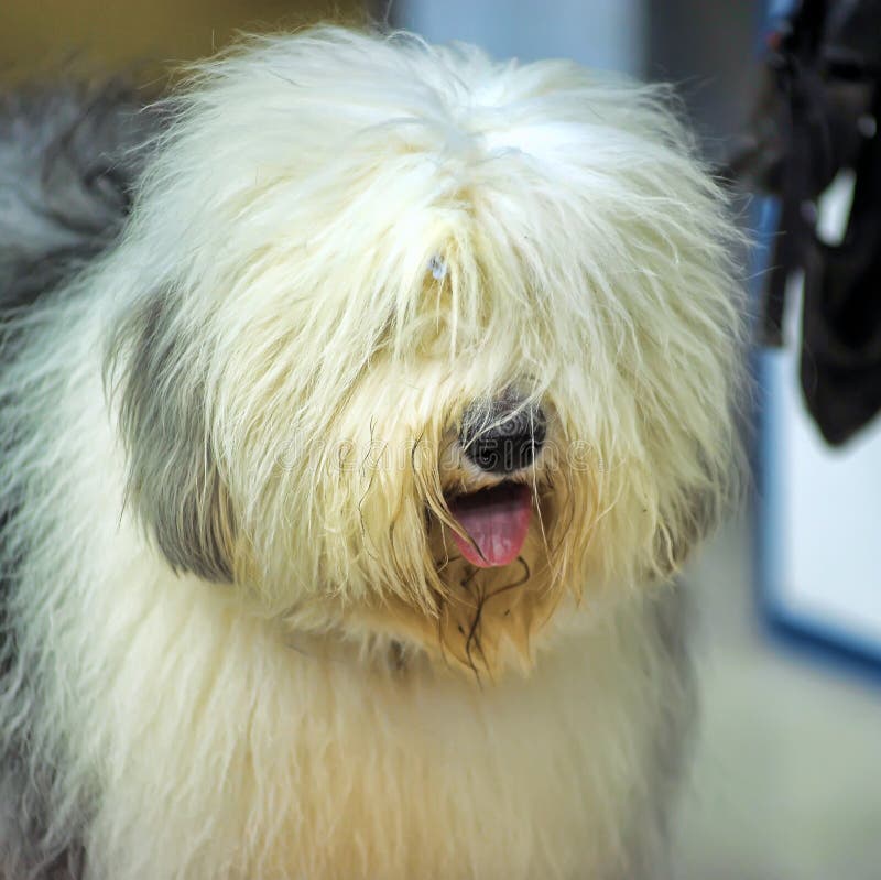 Bobtail stock photo. Image of bobtails, bearded, hair - 30834056