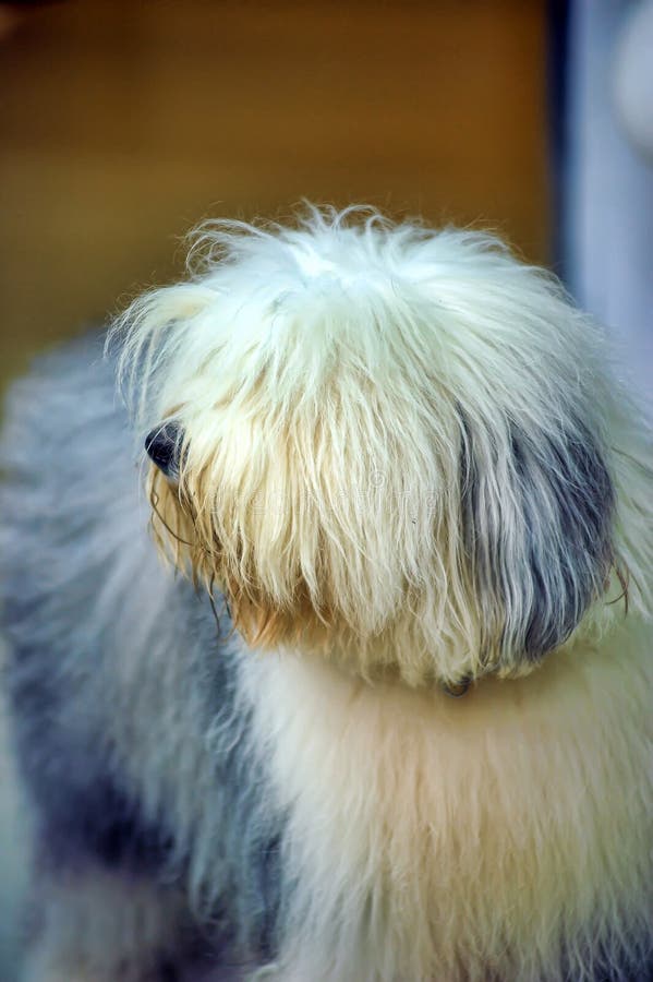 Bobtail stock photo. Image of bobtails, bearded, hair - 30834056