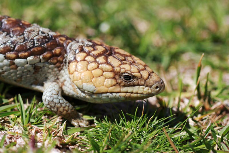 Bobtail Lizard stock photo. Image of stumpy, australian - 26988116