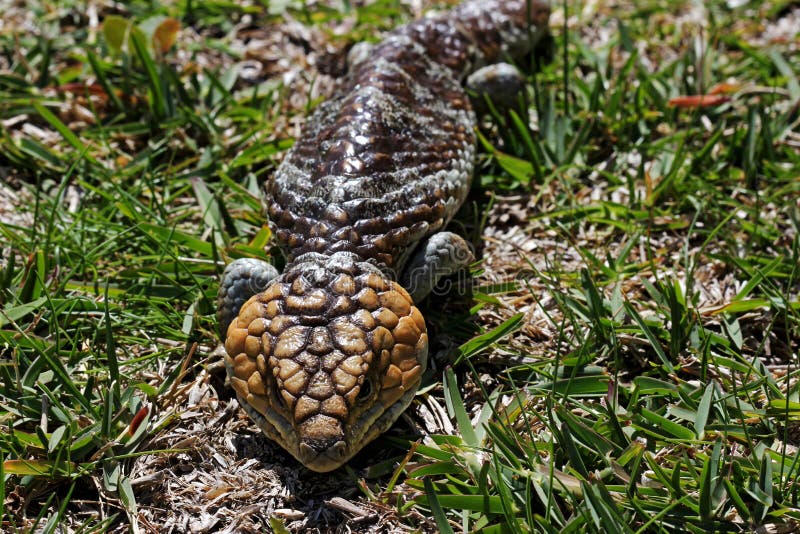 Bobtail Lizard stock image. Image of skin, sleepy, environment - 26989983