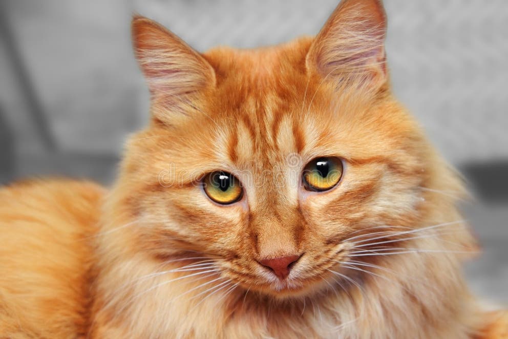Bobtail red cat stock image. Image of animal, pets, kitten - 14983445