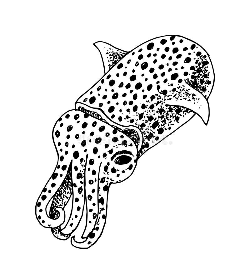 Bobtail Squid Hand Drawn Vector Art Stock Vector - Illustration of ...