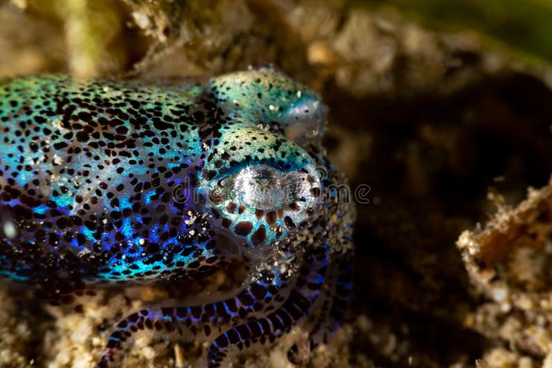 Bobtail Squid Order Sepiolida Stock Image - Image of natural, sepiolida ...