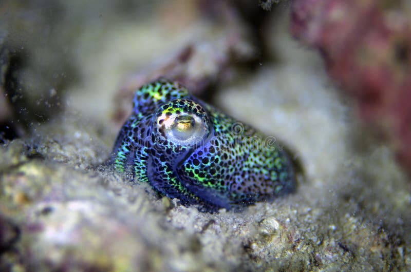Bobtail Squid Order Sepiolida Stock Photo - Image of pacific, macro ...