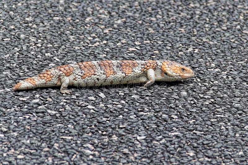 Bobtail Lizard (Tiliqua Rugosa) Stock Photo - Image of leathery, angry ...