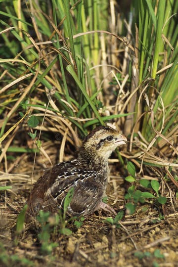 Bobwhite stock image. Image of phasianidae, bobwhite, birds - 1129019
