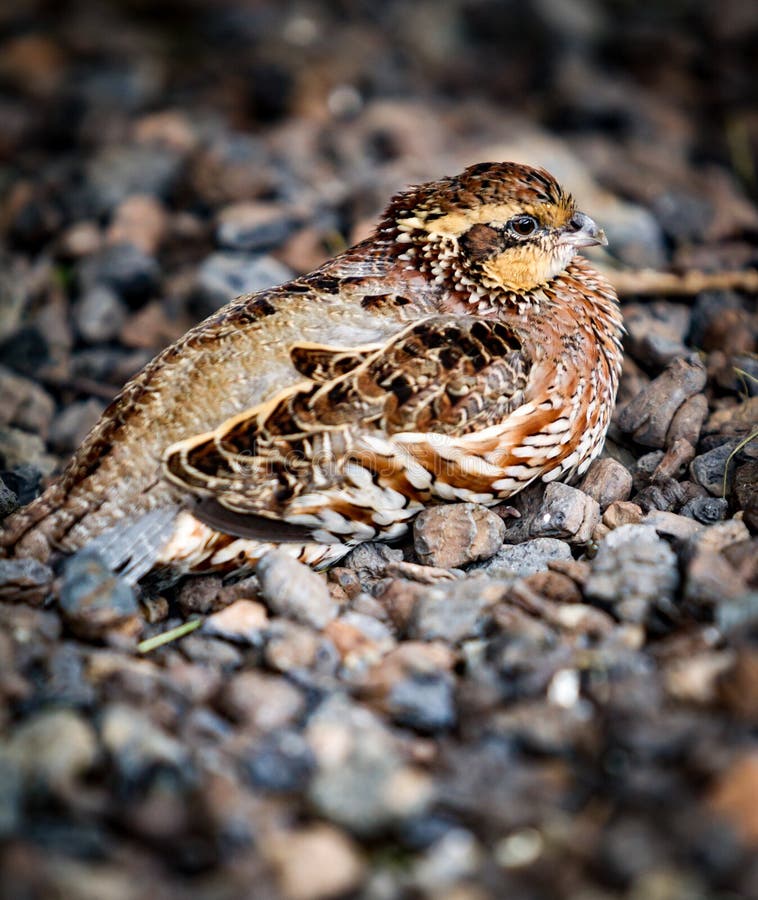Bobwhite bird stock image. Image of close, bobwhite, bush - 60408005