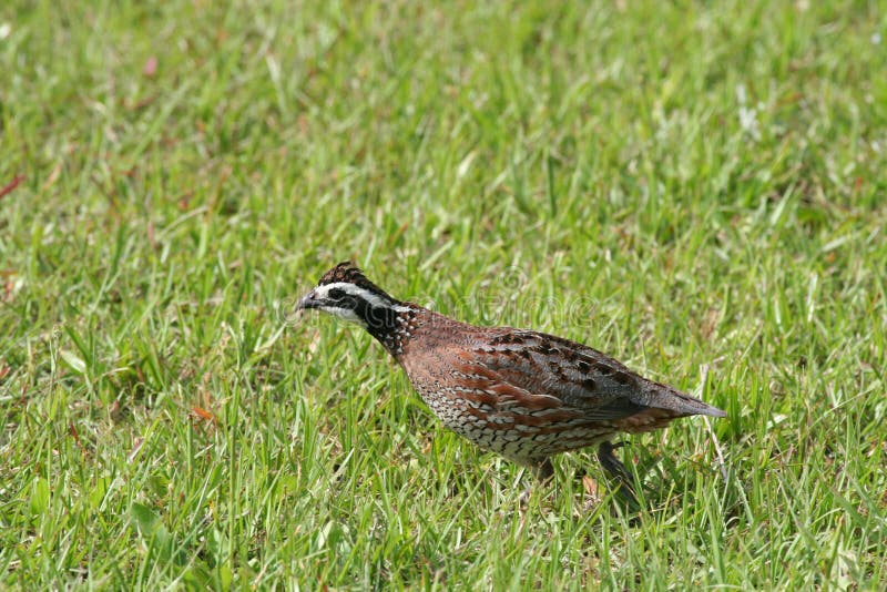 Bobwhite Quail Male stock image. Image of bobwhite, bird - 12430331