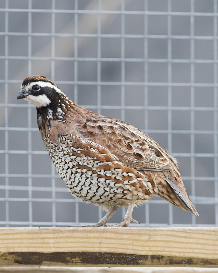 Bobwhite Quail Flying