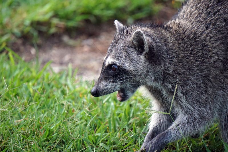 Boca del mapache foto de archivo. Imagen de carnívoro - 5325380