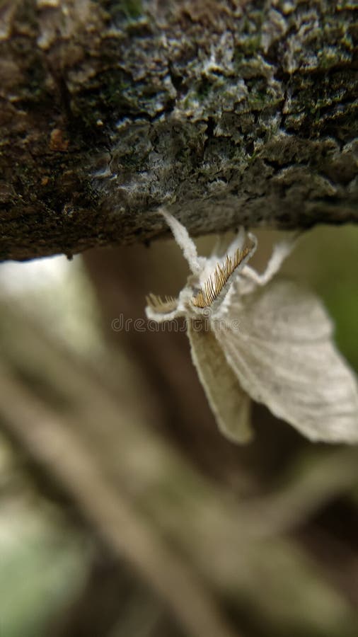 Boca arriba en el árbol imagen de archivo. Imagen de polinizador ...