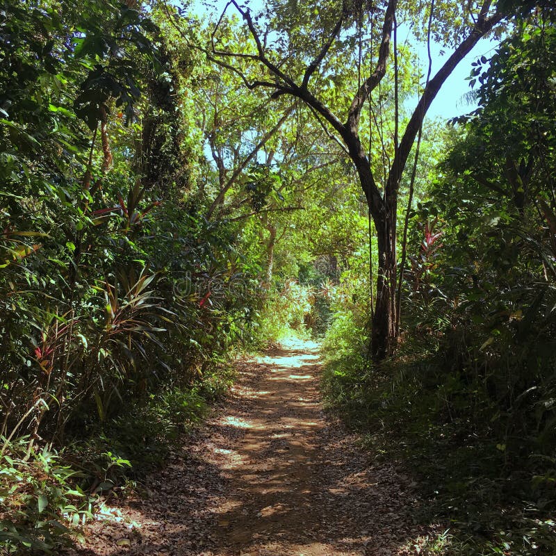 Boca Brava Island stock photo. Image of island, trails - 66489144