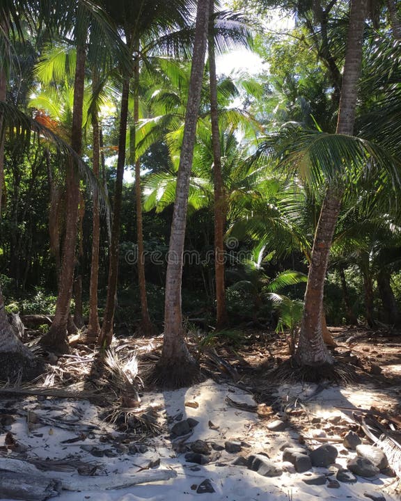 Boca Brava Island stock image. Image of brava, walking - 66489155