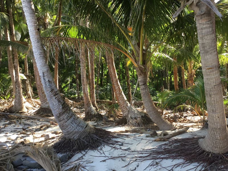 Boca Brava Island stock photo. Image of tropics, plant - 66489176