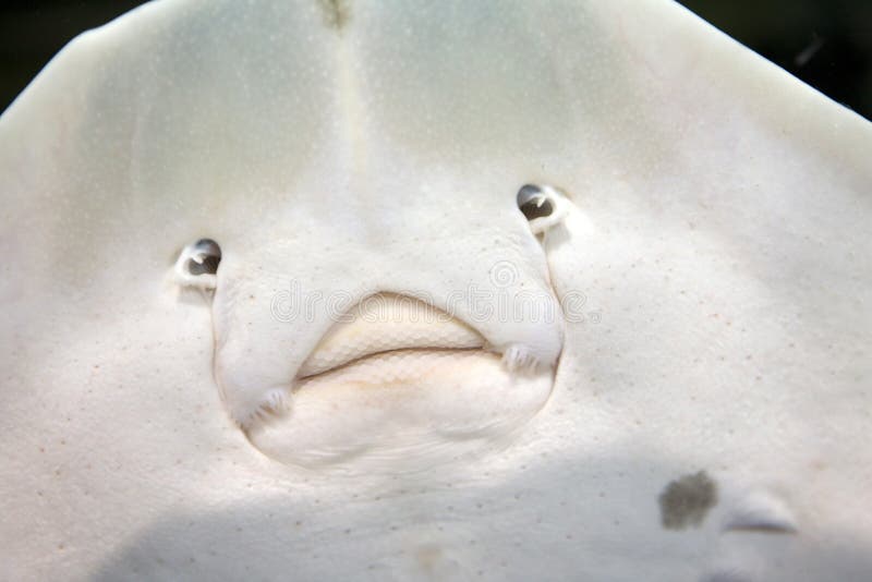 Boca da raia de Thornback imagem de stock. Imagem de patim - 7539363