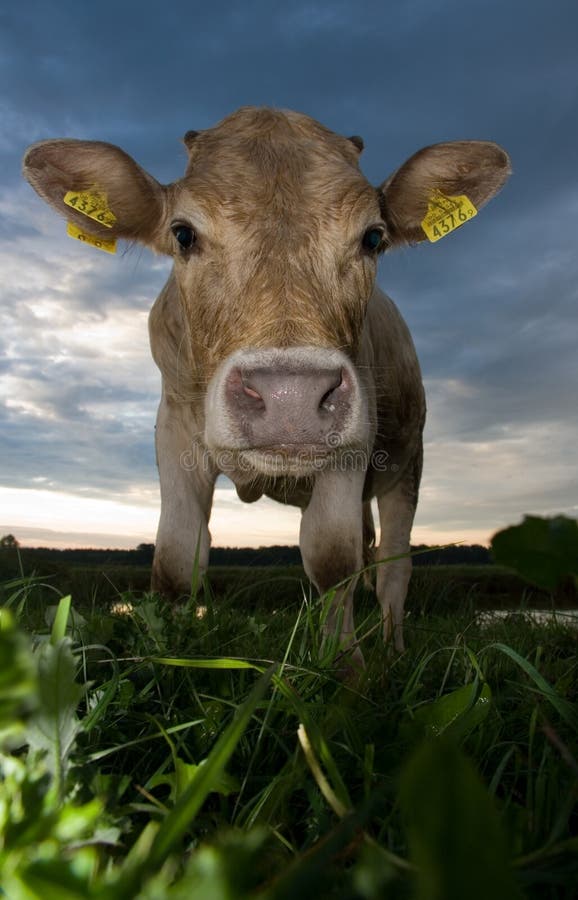 Una Joven Vaca Curiosa Intenta Comer La Valla Foto de archivo - Imagen ...