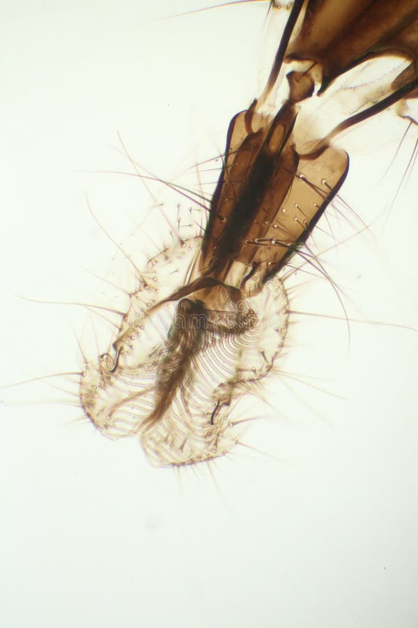 Boca De Una Mosca Doméstica Debajo Del Microscopio Imagen de archivo ...