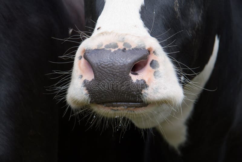 9,788 Vaca Con La Boca Abierta Fotos de stock - Fotos libres de ...