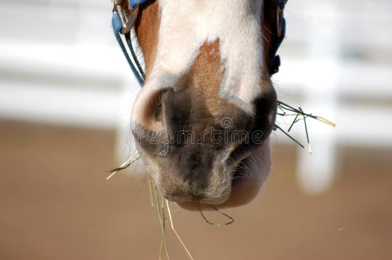 Boca Del Caballo Que Come El Detalle Foto de archivo - Imagen de nariz ...