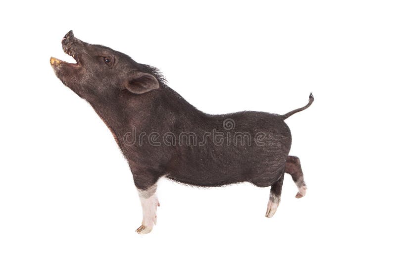 Boca Del Perfil Del Cerdo Abierta Imagen de archivo - Imagen de mascota ...