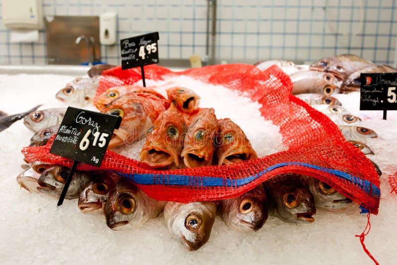 Boca Negra - Dactylopterus Del Helicolenus Imagen de archivo - Imagen ...