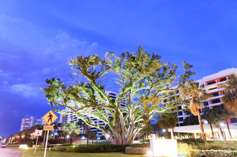 Boca Raton at Night, Florida. Road,trees and Buildings Stock Image ...