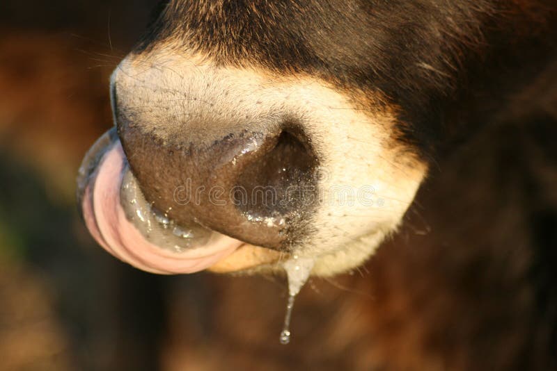 Boca y lengua de una vaca foto de archivo. Imagen de toro - 267620904