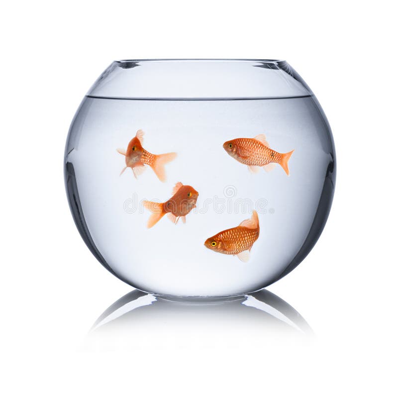 Bocal à poissons image stock. Image du libre, liquide - 29540799