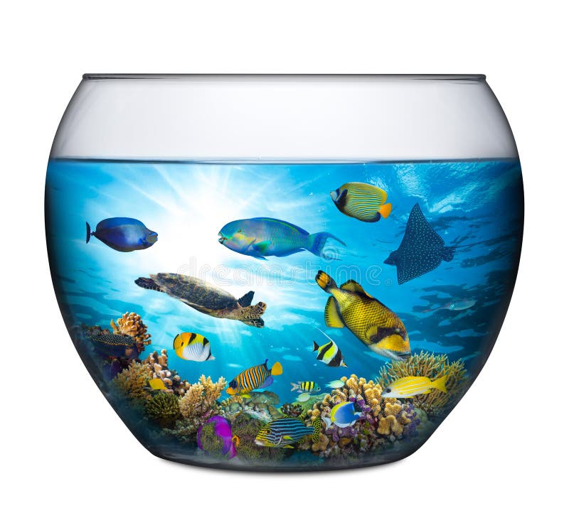 Images Bocal De Poissons - Téléchargez 368 Photos libres de droits