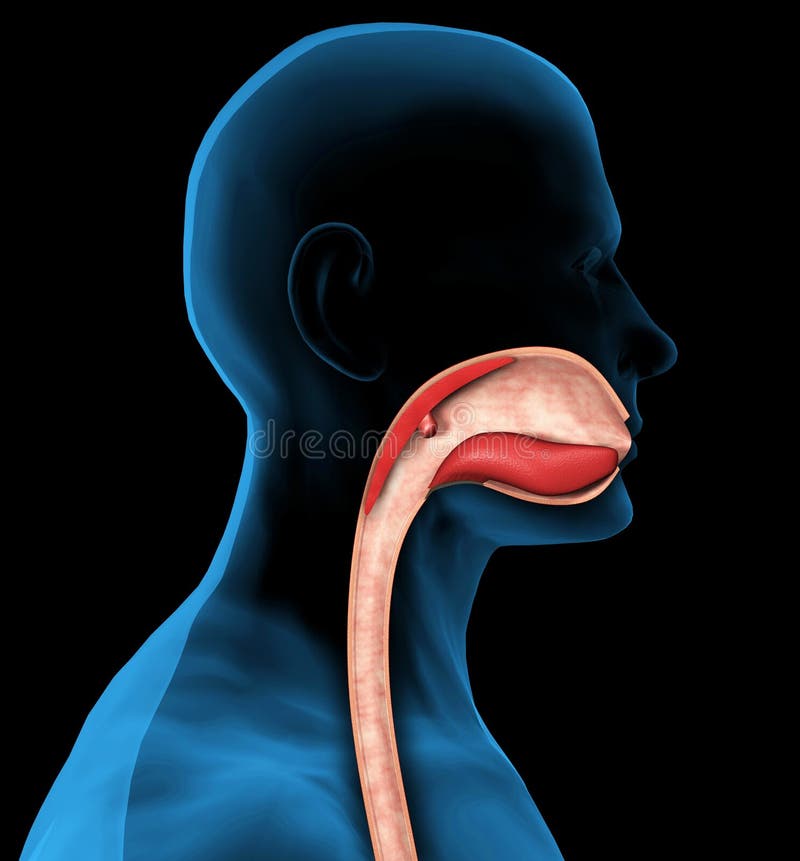 Bocca 3d ed esofago illustrazione di stock. Illustrazione di nathans ...