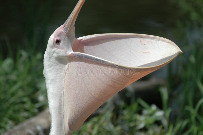 Bocca grande immagine stock. Immagine di bellezza, fattura - 1441779