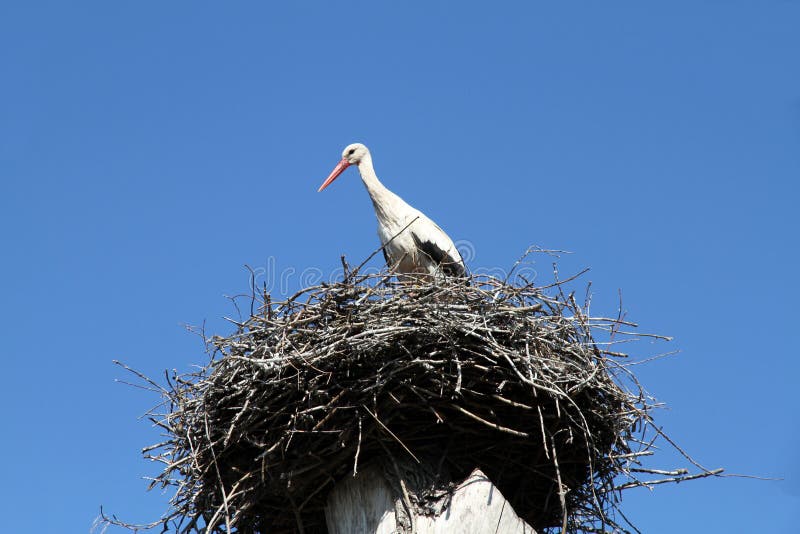 Bocian obraz stock. Obraz złożonej z fauny, gniazdeczko - 45917437
