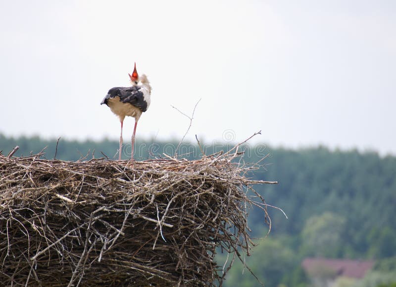 Bocian obraz stock. Obraz złożonej z ampuła, fauny, żaba - 45917437