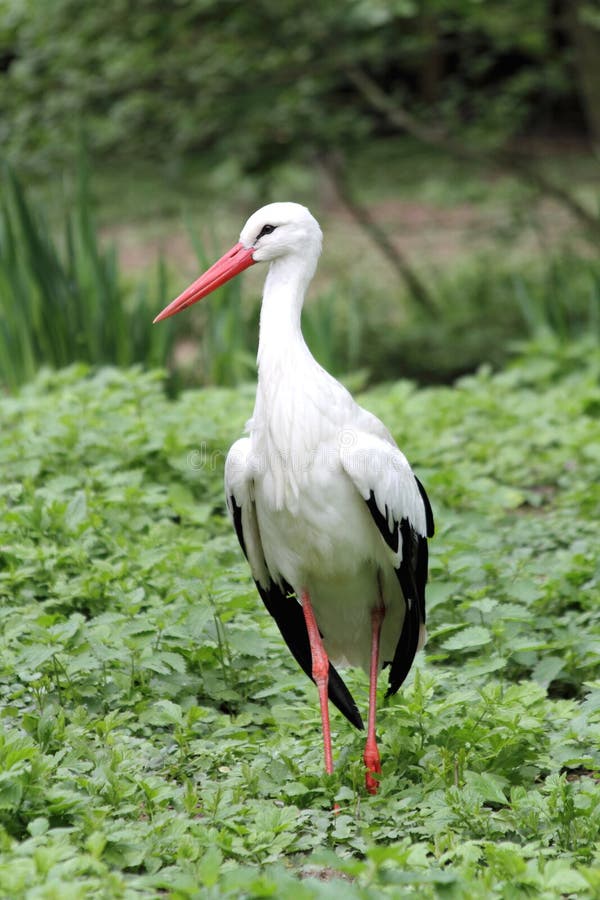 Bocian obraz stock. Obraz złożonej z ampuła, fauny, żaba - 45917437