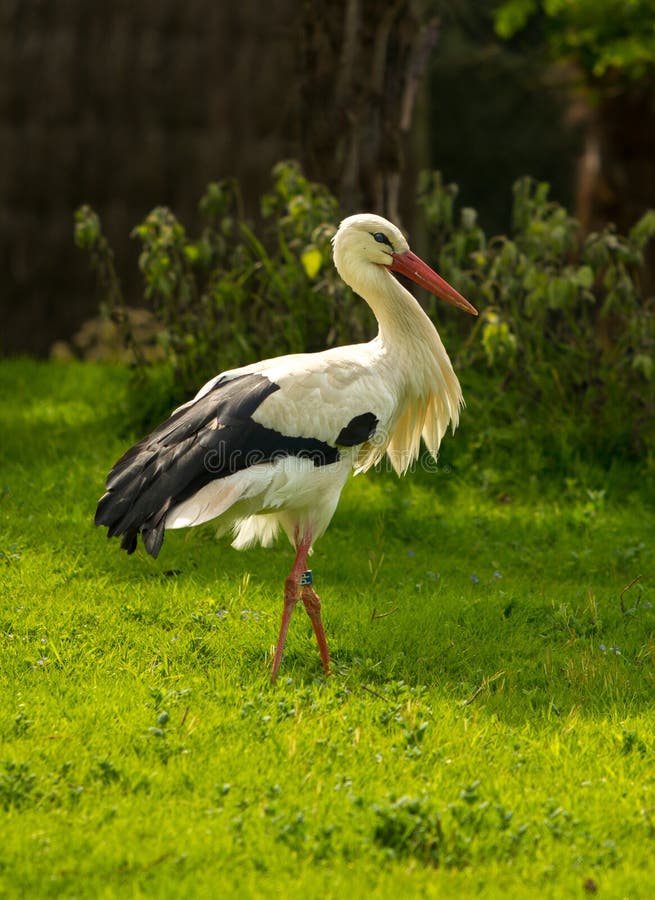 Bocian obraz stock. Obraz złożonej z ampuła, fauny, żaba - 45917437