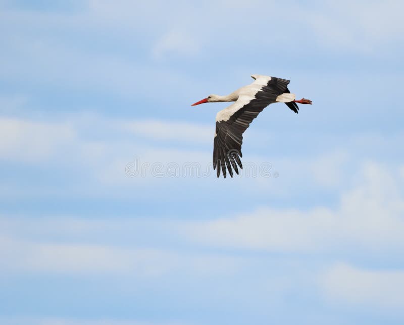 Latający bocian obraz stock. Obraz złożonej z gniazdeczko - 602557