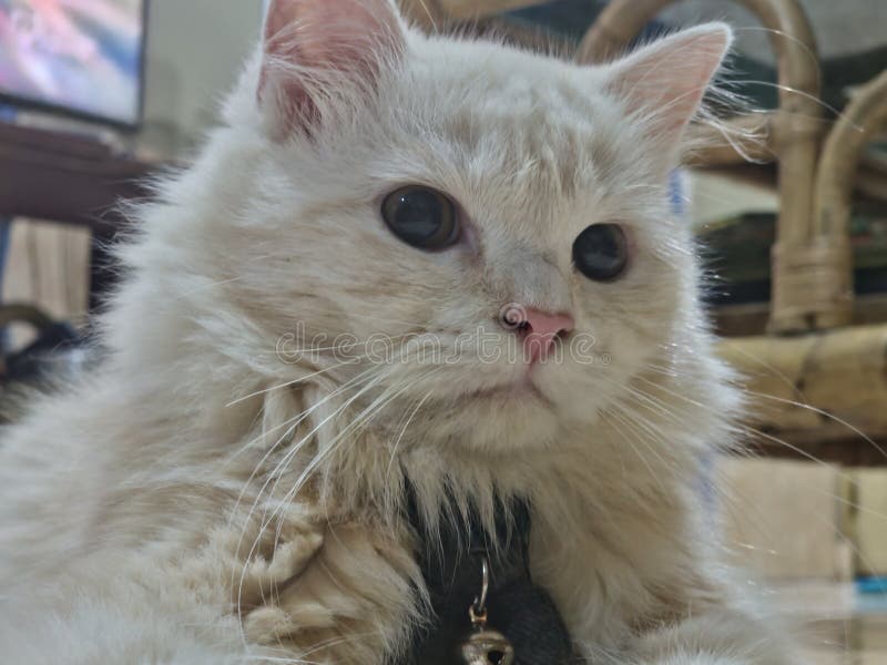 Bocil the White Cat stock photo. Image of bell, white - 263290490