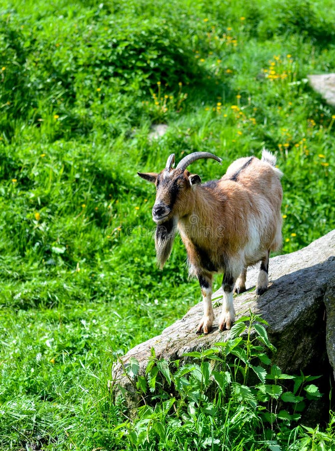 imagens de stock Bode Preto - Baixe 83 Royalty Free