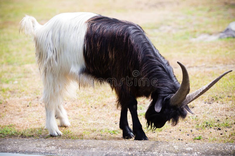 Bode No Parque Nacional Selvagem Foto de Stock - Imagem de chifre ...