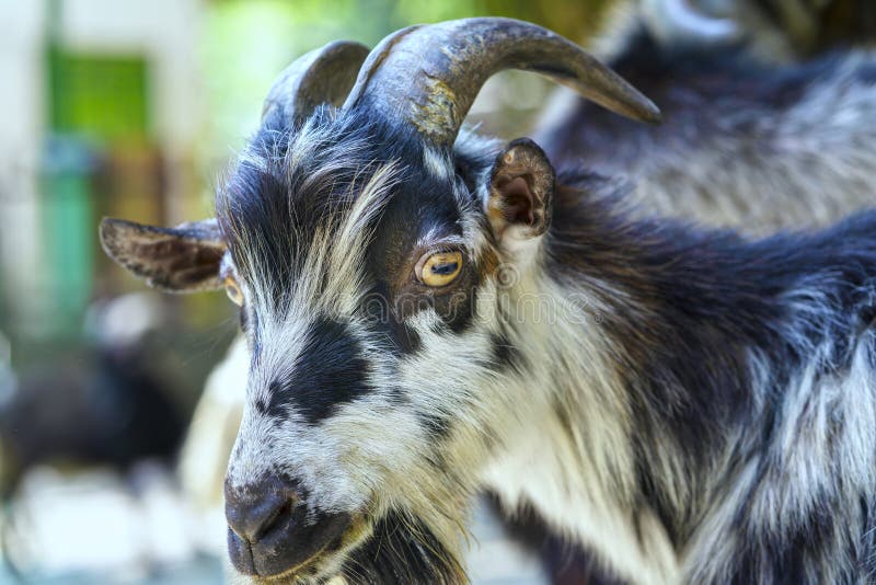 2,119 Bode Preto Fotos - Fotos de Stock Gratuitas e Fotos Royalty-Free ...