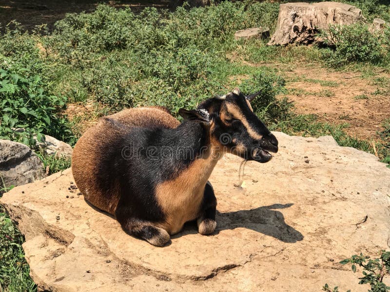 imagens de stock Bode Preto - Baixe 83 Royalty Free