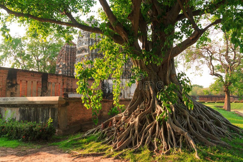 Bodhi Baum stockfoto. Bild von bügel, buddha, asien, buddhismus - 52771292