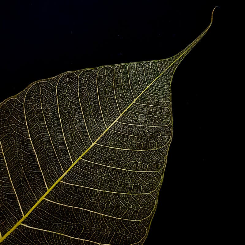 Bodhi Leaf Bone stock image. Image of fineart, leaf - 212267137