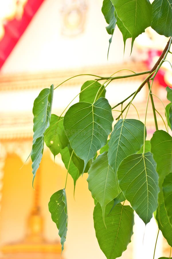 Green bodhi leaf vein stock photo. Image of spring, bodhi - 31462808