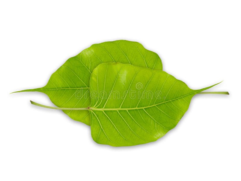 Bodhi leaf stock photo. Image of symbolic, decorative - 22927554