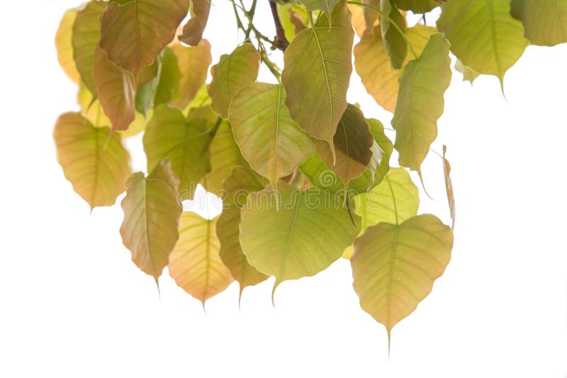 Bodhi Leaves Isolated on White Background or Peepal Leaf from the Bodhi ...