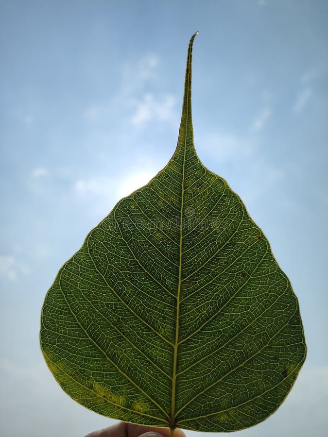 Bodhi or Peepal Leaf from the Bodhi Tree, Sacred Tree for Hindus and ...
