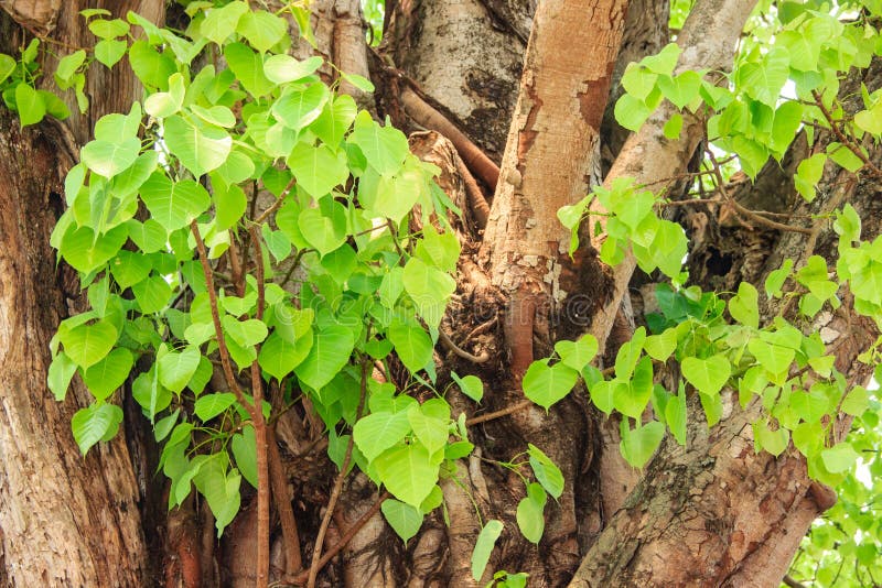 Bodhi or Pho Leaves and Tree Stock Photo - Image of park, foliage: 79283256