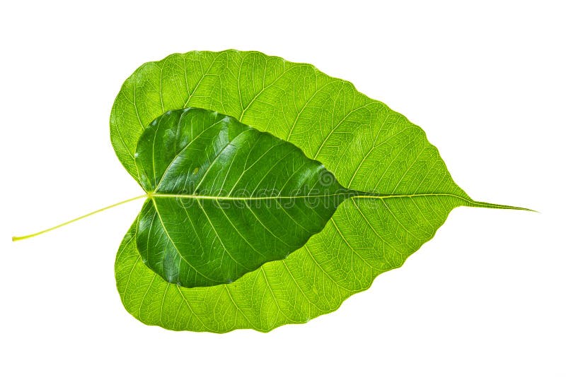 Isolated Bodhi leaf stock image. Image of fallen, buddhism - 30032983