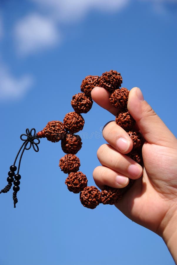Bodhi seeds in their hands stock photo. Image of hand - 10907390